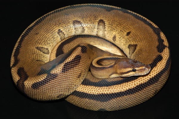 Cara Merawat Ular Ball Python | Drh. Fira Sovica